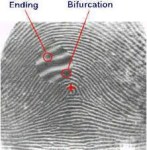 What is a Fingerprint Bifurcation? – Bredemarket